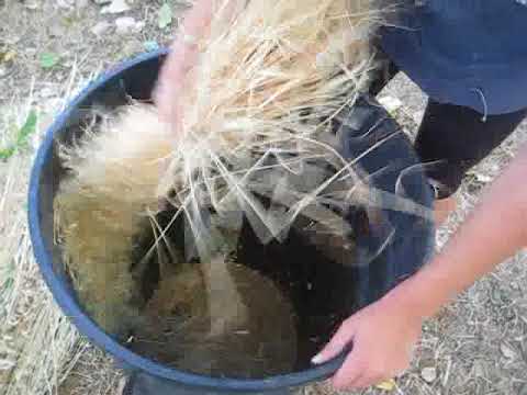 Threshing oats by hand - YouTube