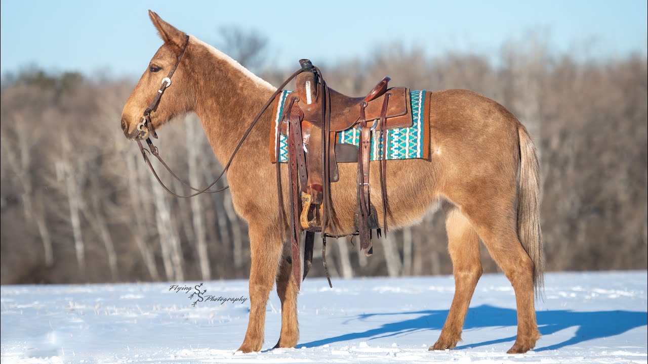 Rafter D Mules - Bella Consigned to Jake Clark's Mule Days - YouTube