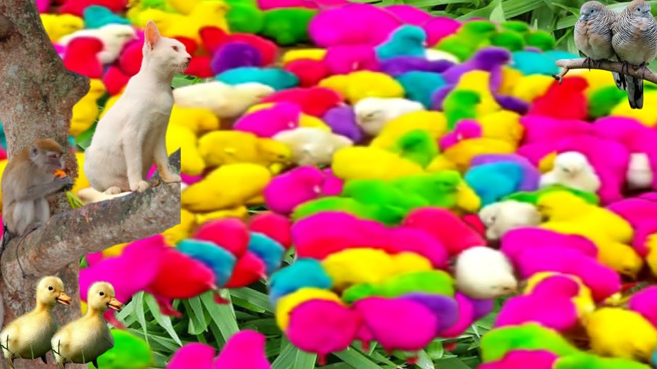 Tangkap Ayam Warna Warni, Ayam Reborn, Ayam Teletubbies, Bebek, Marmut ...