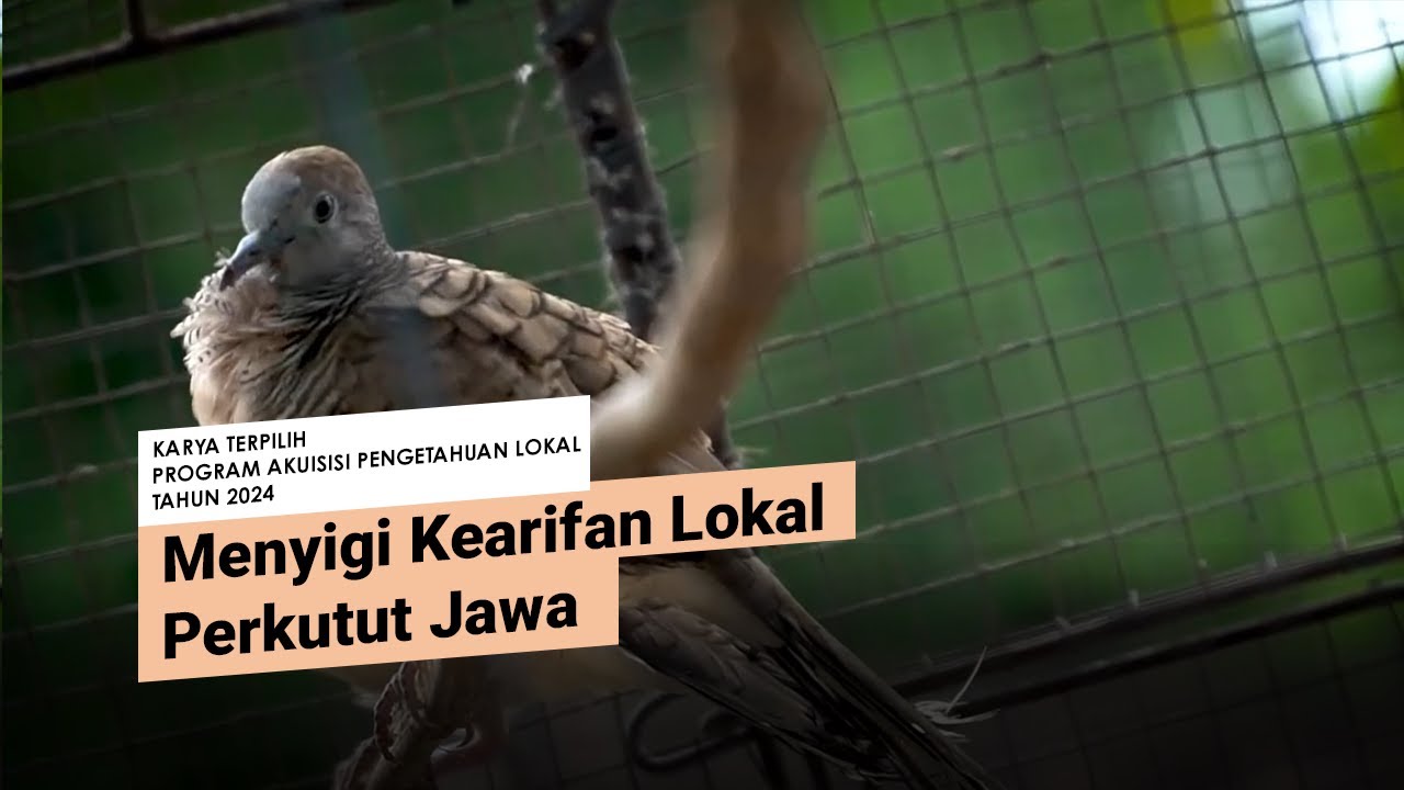 Menyigi Kearifan Lokal Perkutut Jawa - YouTube