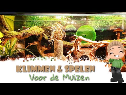 🐁 Muizen verblijf inrichten met plantjes & Bloemen voor klimmen en ...