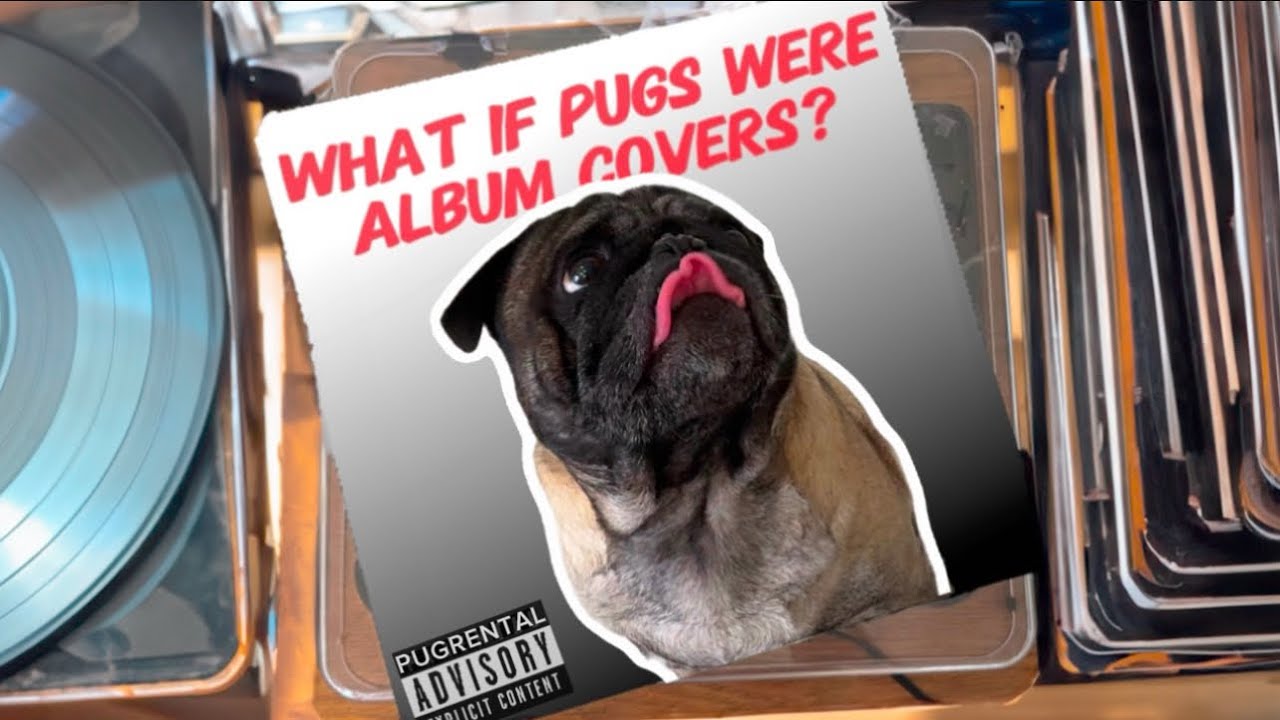 Pugs Are The MOST Photogenic Dog Breed EVER! - YouTube