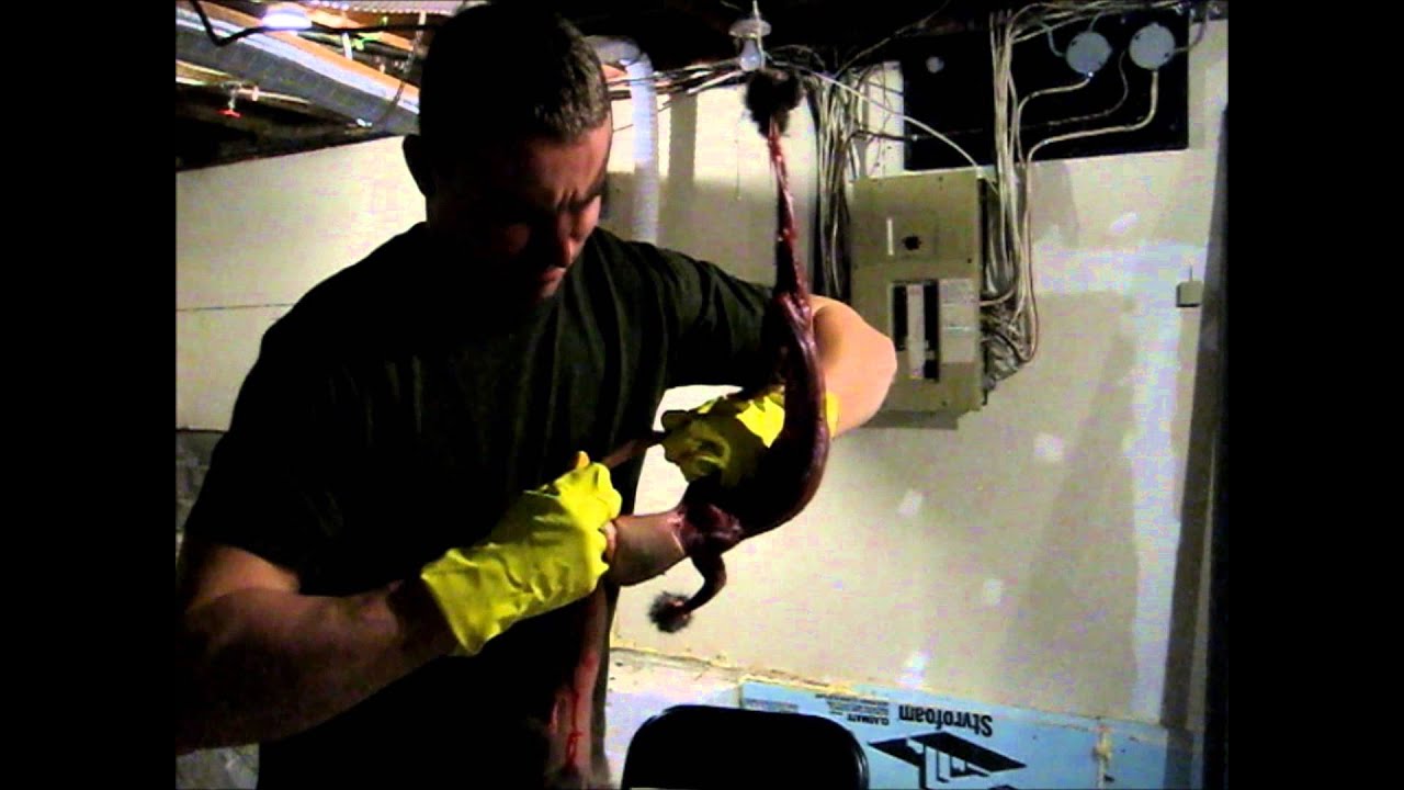 Rittle's Home Tanning Kits - Review and Tanning a Marten Hide - YouTube