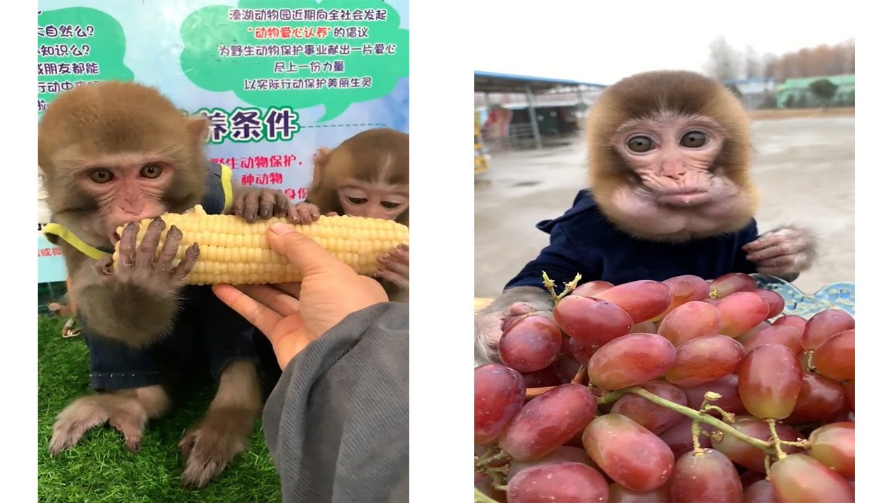 OMG, Monkey KOKA & YAYA Enjoy Eating Corn, Grape, Egg, Ms Siv Mey Love ...