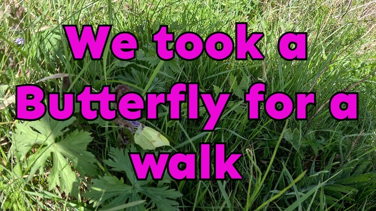 We took a butterfly for a walk - YouTube