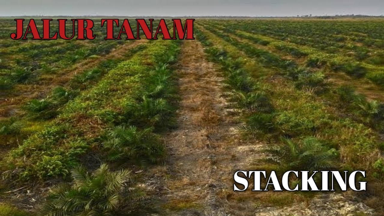 INI CARA PALING MUDAH BUAT JALUR TANAM SAWIT ( STACKING ) II Tanam ...