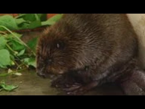 Breeding centre celebrates beaver success - YouTube
