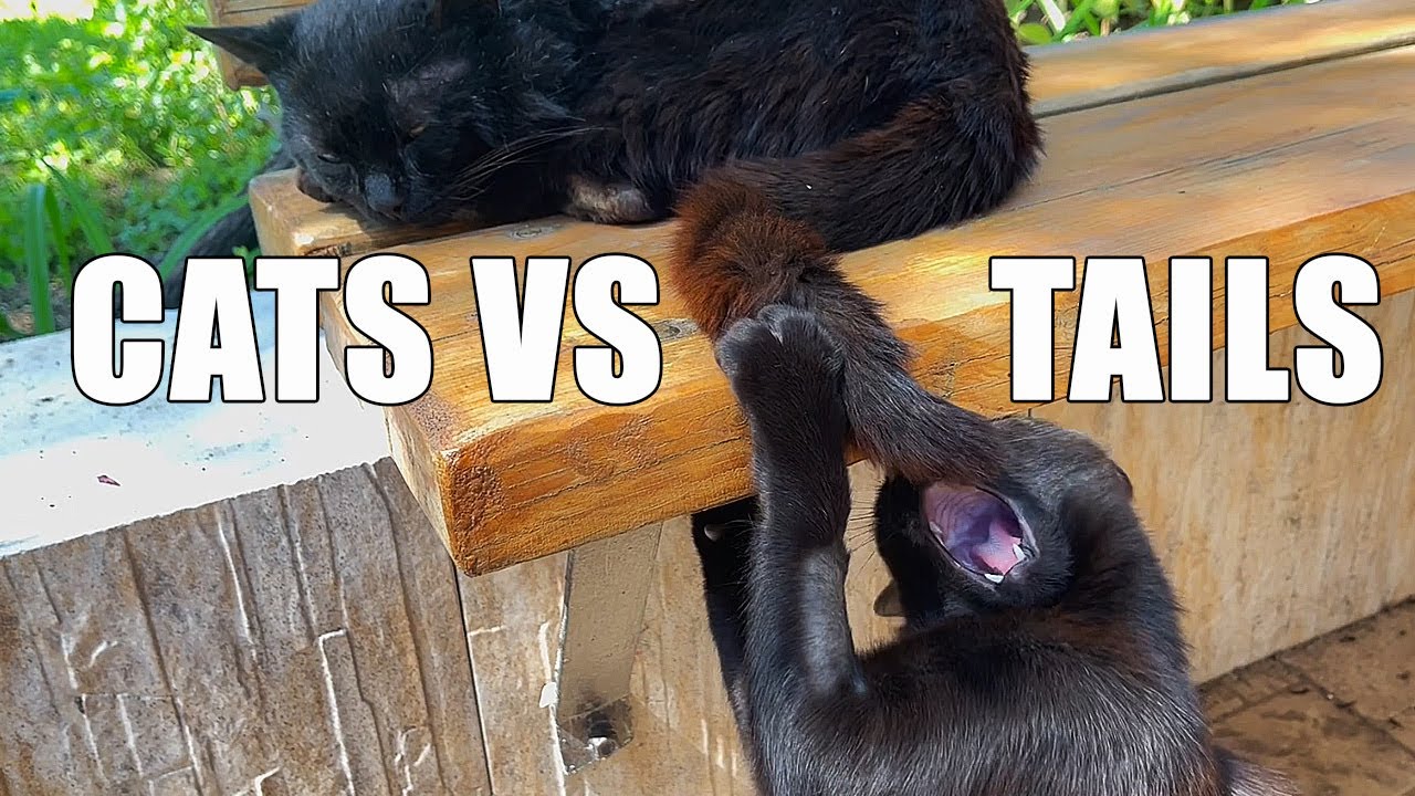 Cats And Their Funny Tails - YouTube