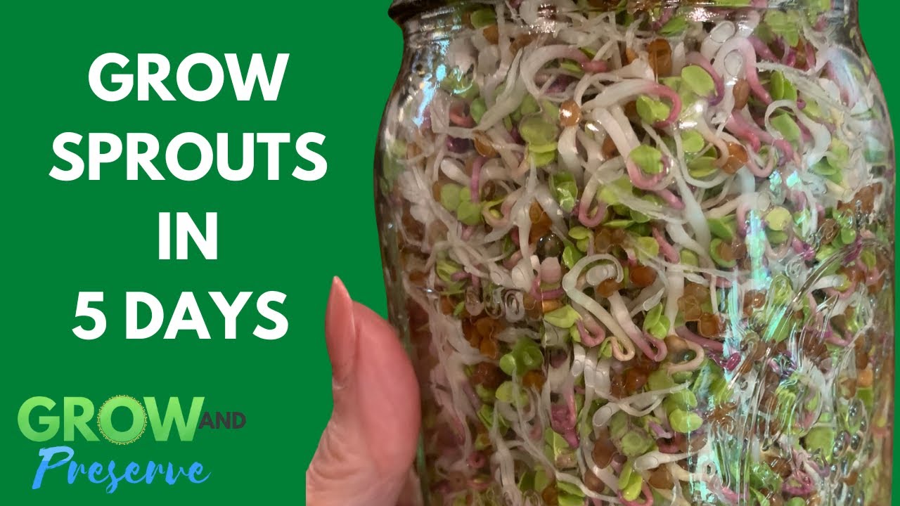 How to Grow Sprouts on the Kitchen Counter--Step by Step - YouTube