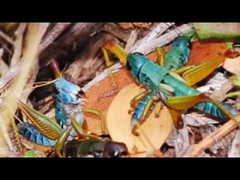 ABC Catalyst Animal Action - YouTube