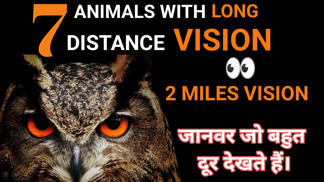 7 animals with long distance vision || #animalfacts || Do You Know || # ...