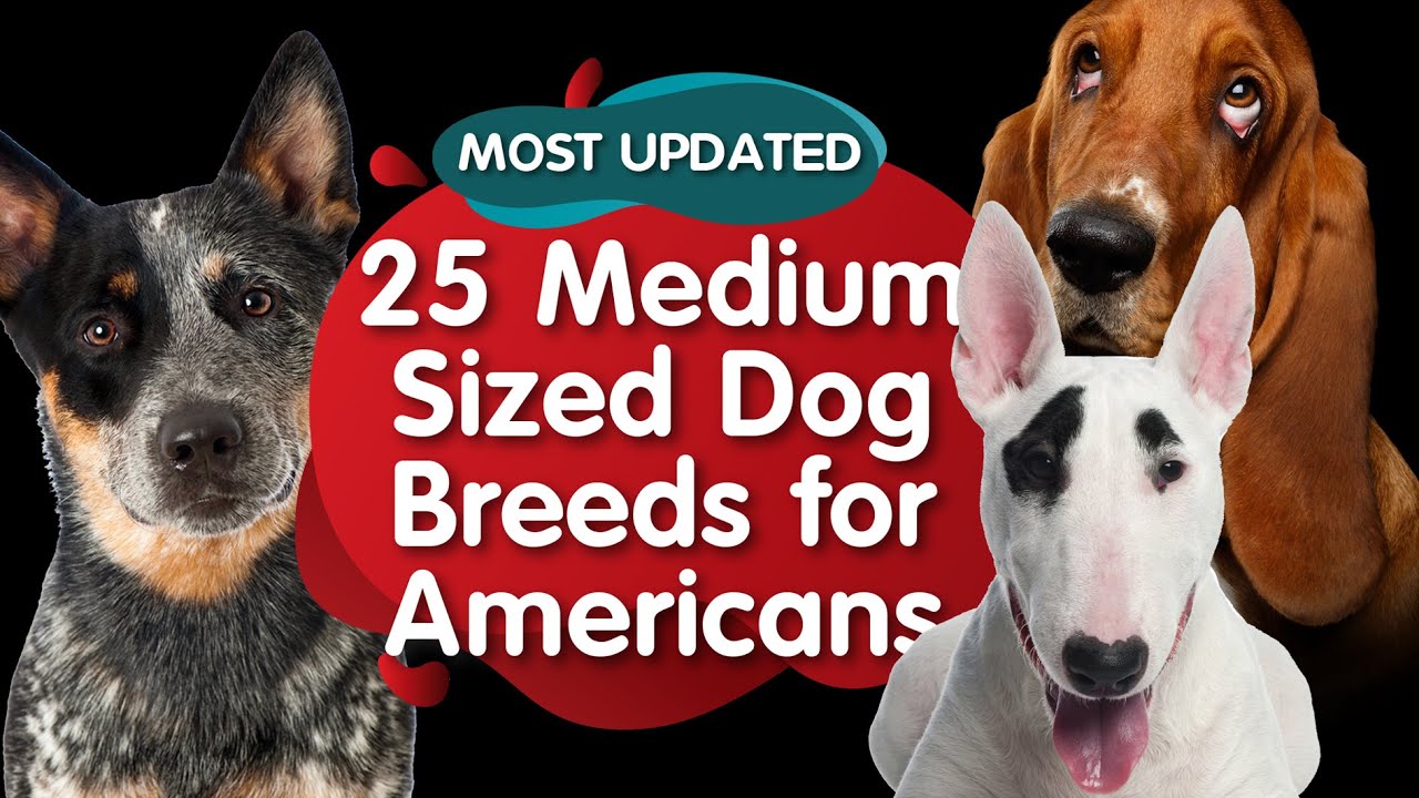 Top 25 Medium Sized Dog Breeds for American (MOST UPDATED) - YouTube