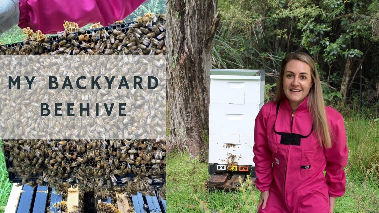Keeping honey bees at home | BACKYARD BEEHIVE IN NZ - YouTube