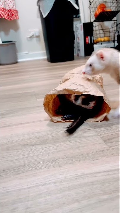 Ferrets Playing in the Paper Bag. Cinnamon & Sassy - YouTube