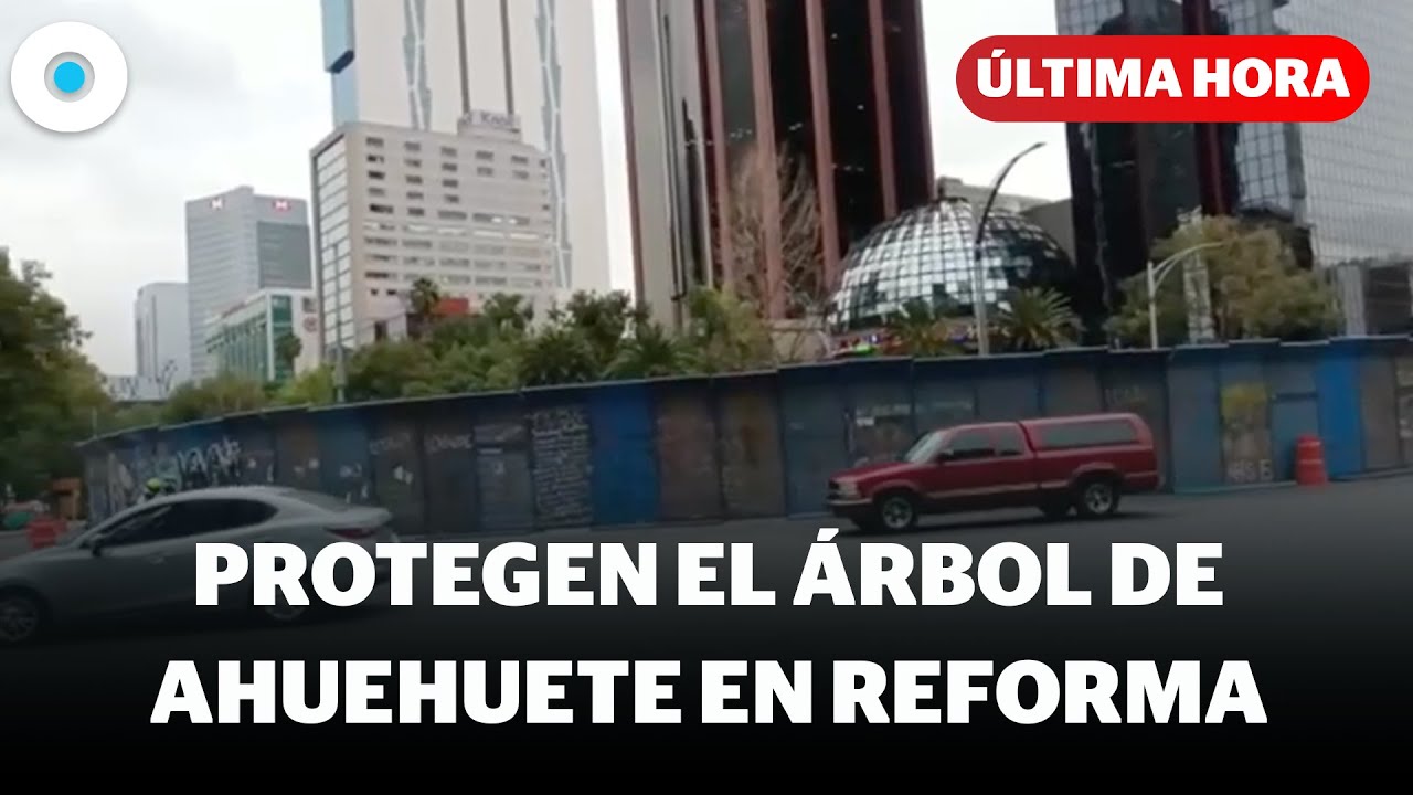 Protegen el árbol de ahuehuetes en Reforma para su crecimiento| Reporte ...