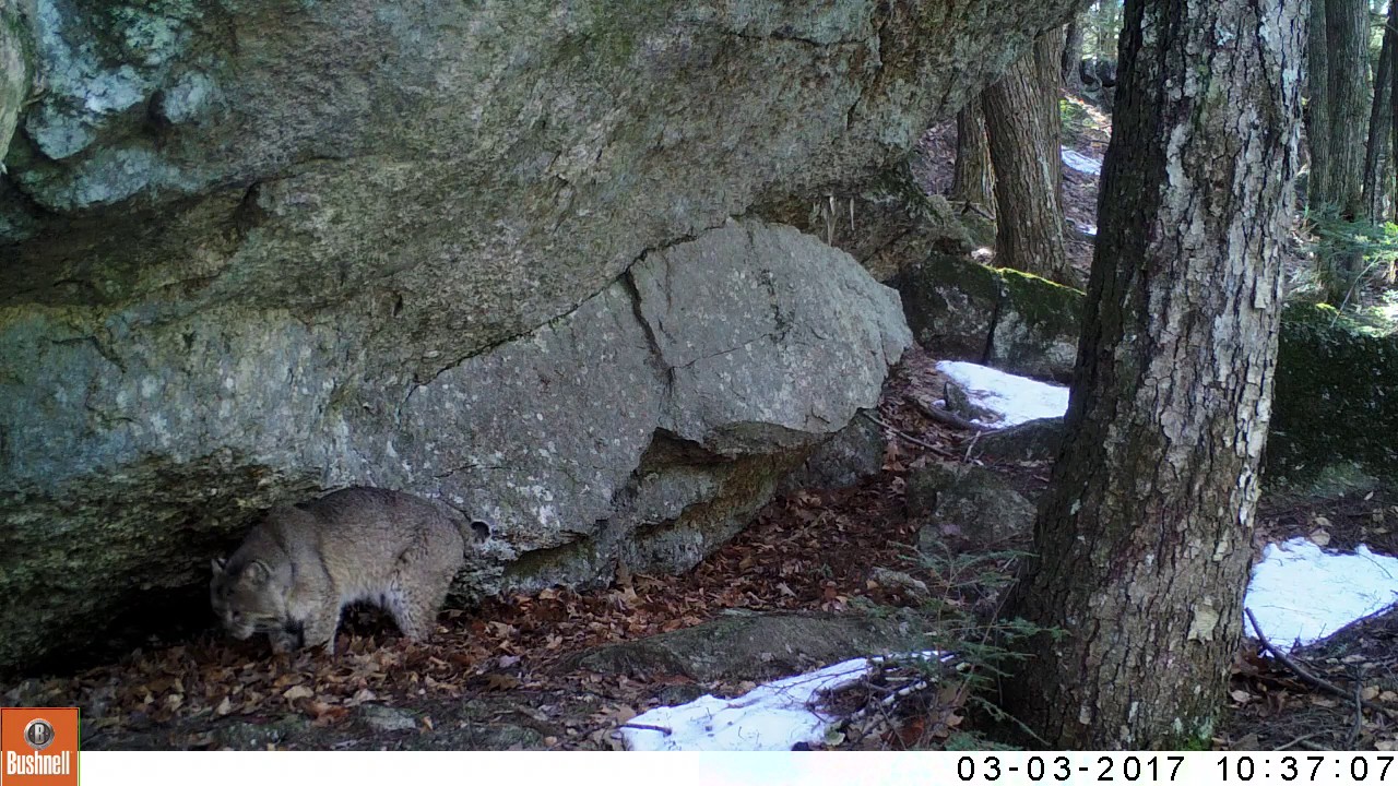 Bobcat sniffing den 3/3/17 - YouTube