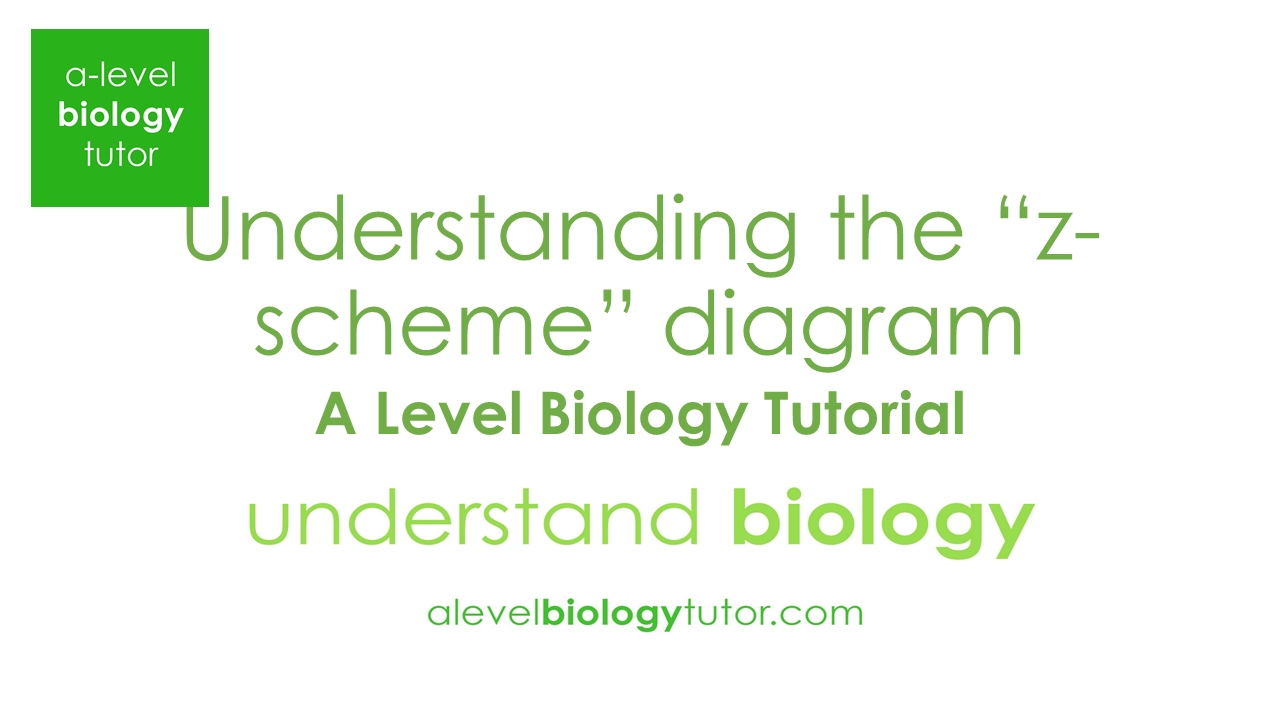 "Z scheme" light dependent reactions A-level Biology OCR A, Eduqas ...