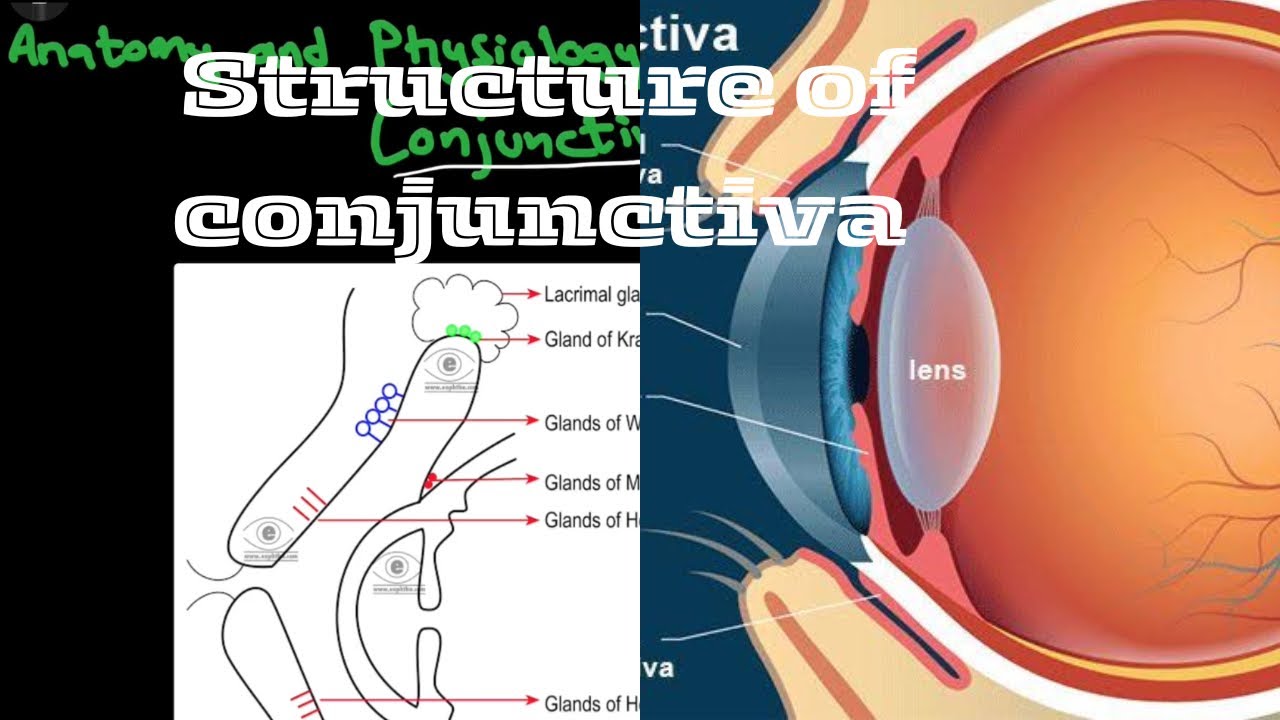 Structure of CONJUNCTIVA | Complete explanation in very short time ...