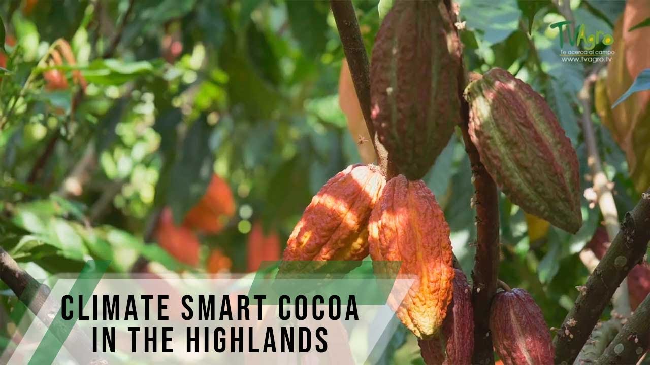 Climate smart cocoa in the highlands - YouTube
