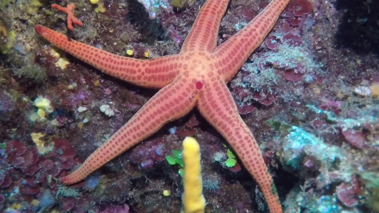 ILLES FORMIGUES - YouTube