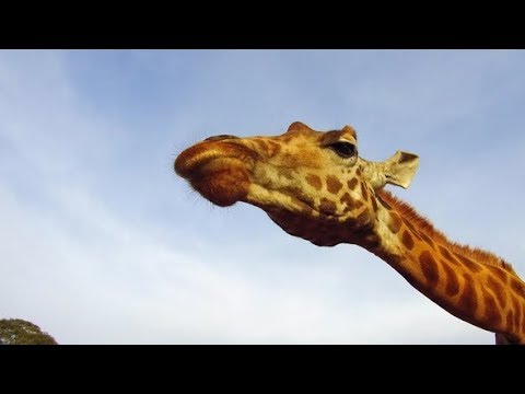 Giraffe Catching Feed in Africa | Stock Footage - Videohive - YouTube