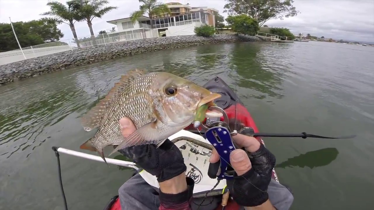 Jacks, Snapper, Grunter, Cobia, Bream, Cod Random Captures 2 Brisbane ...