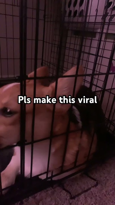 Pls make this viral, my highest likes ever was 153 - YouTube