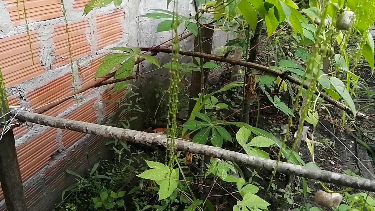 Planta de papas voladoras #Dioscoreabulbifera, #papavoladora, # ...