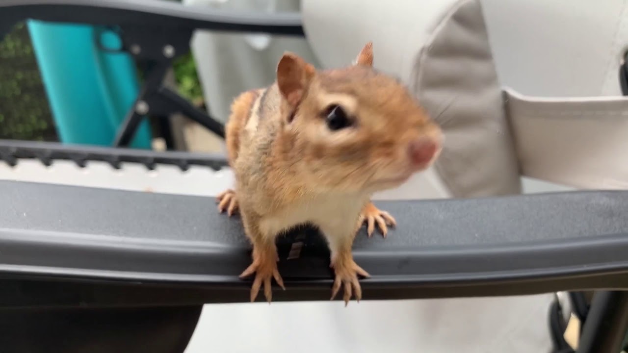 Chippy the Chipmunk - YouTube