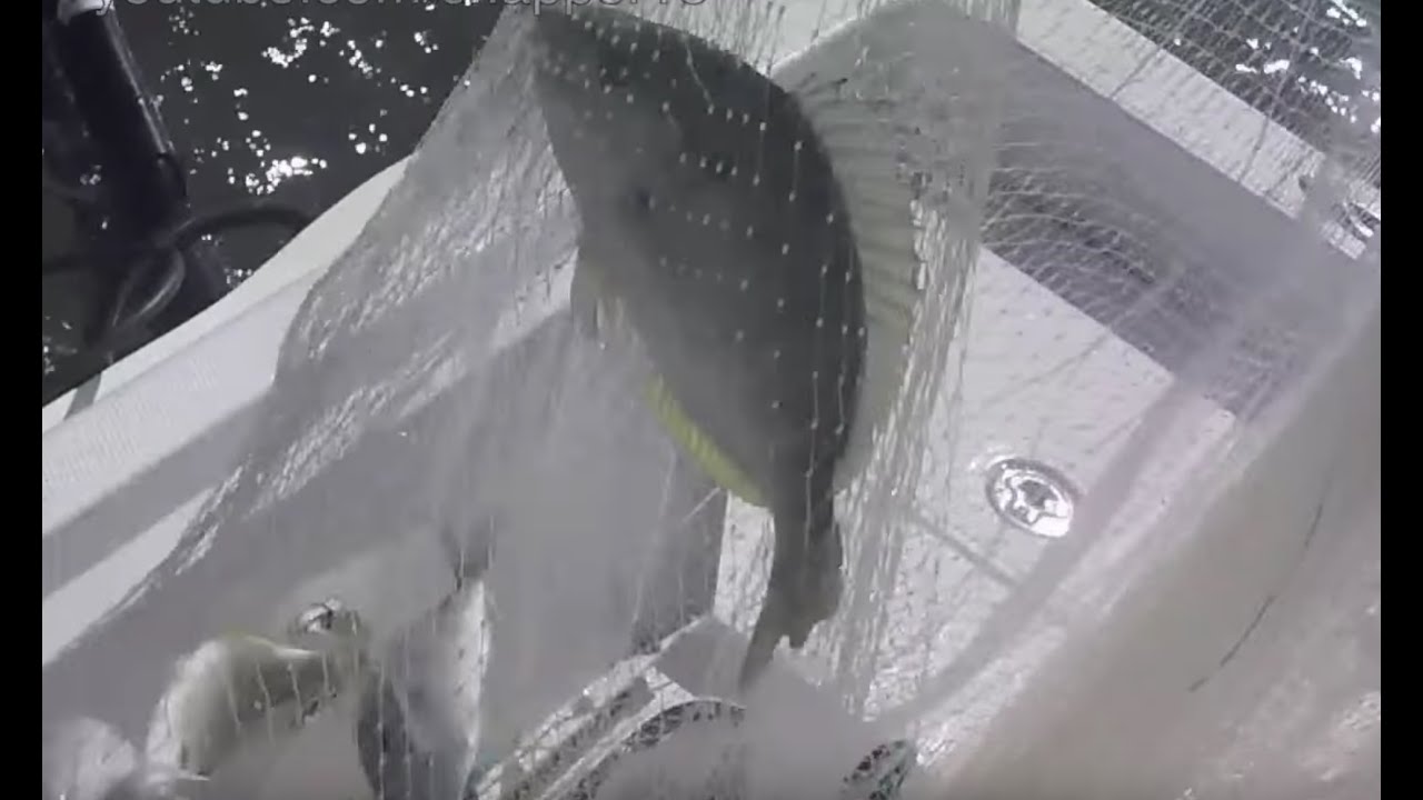 Cast Netting huge pinfish! - YouTube