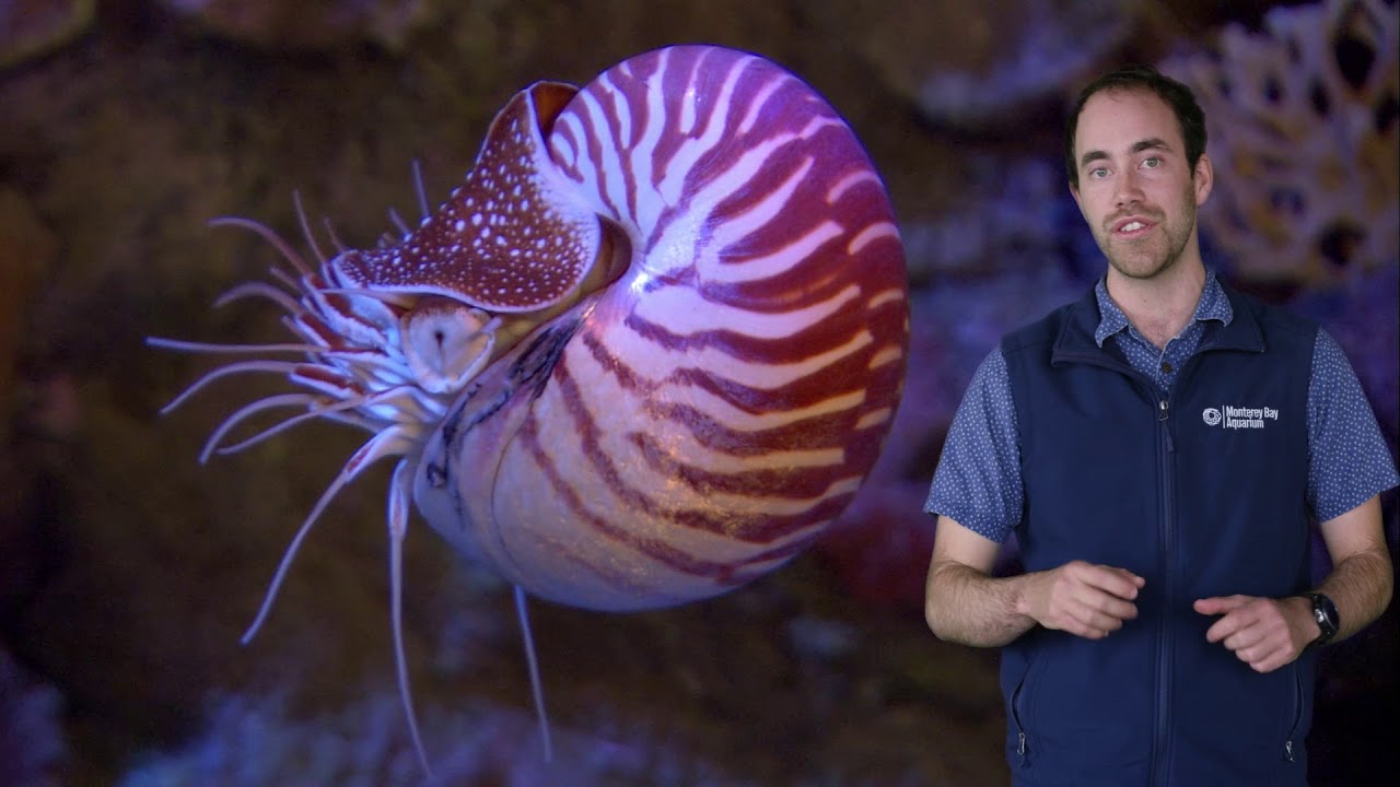 Fast Ocean Facts — Nautiluses Use Jet propulsion! - YouTube
