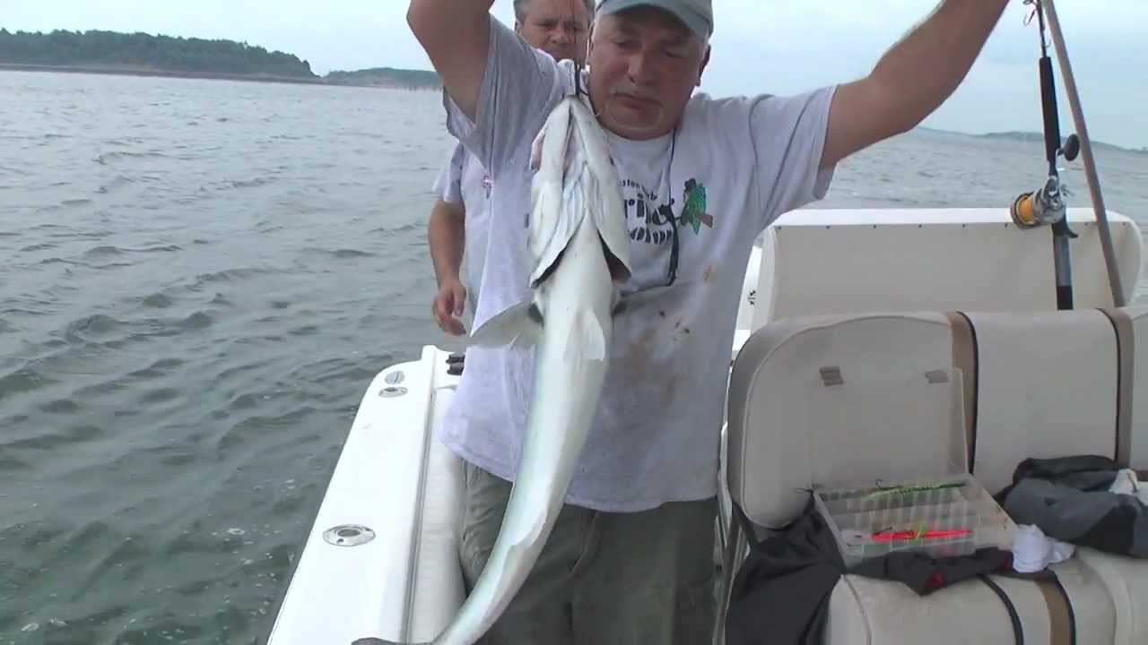 Boston Harbor Pogies, Bluefish and Bass (almost) - YouTube