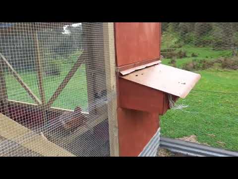 Chook cage build ideas - New Zealand - YouTube