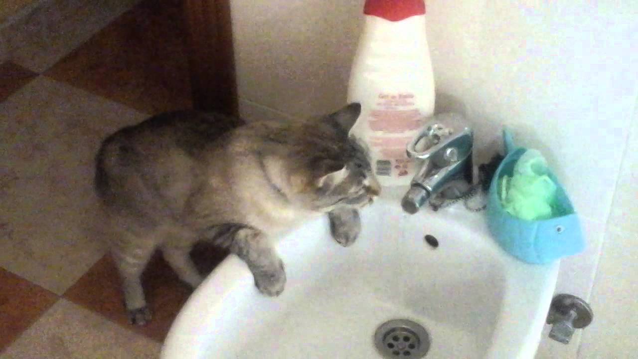 MITI EL GATO MÁS LISTO DEL MUNDO - YouTube