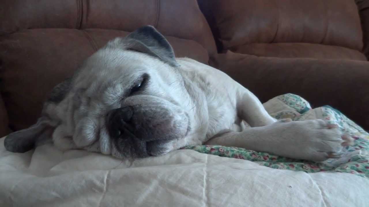 Pug Dog Snoring Loudly and Dreaming - YouTube
