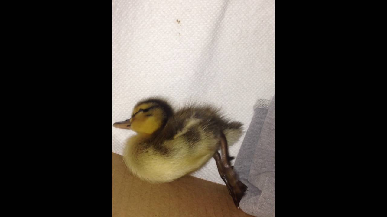 Sick baby duck - YouTube