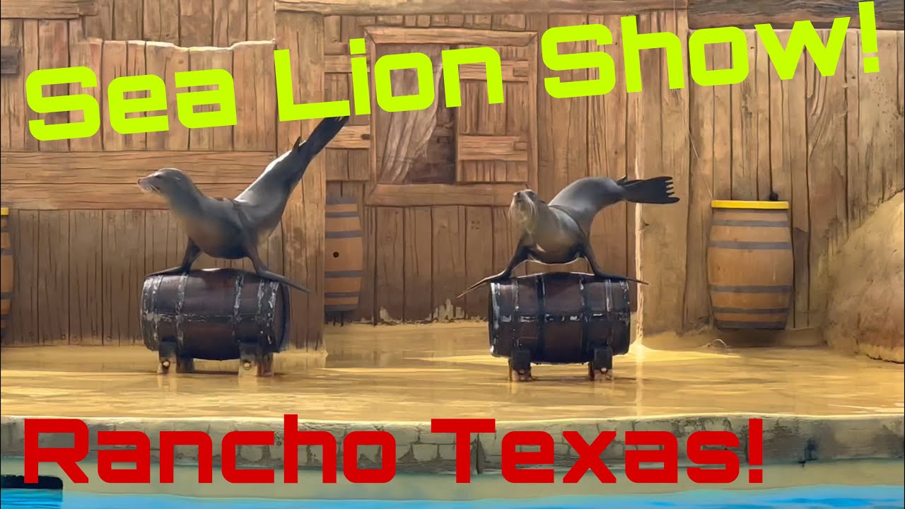 Sea lion Show Rancho Texas! Lanzarote. | Joe Seels | The Content Farm
