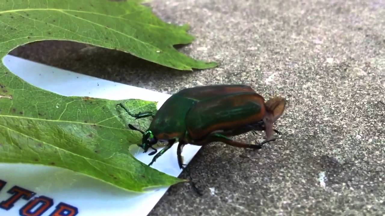 Green June Beetle filmed in HD - YouTube