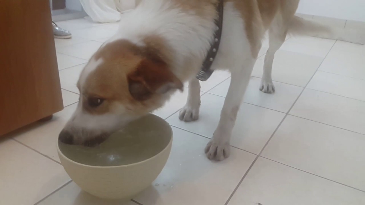 EVO: The Dog Without a Tongue Drinks Water - YouTube