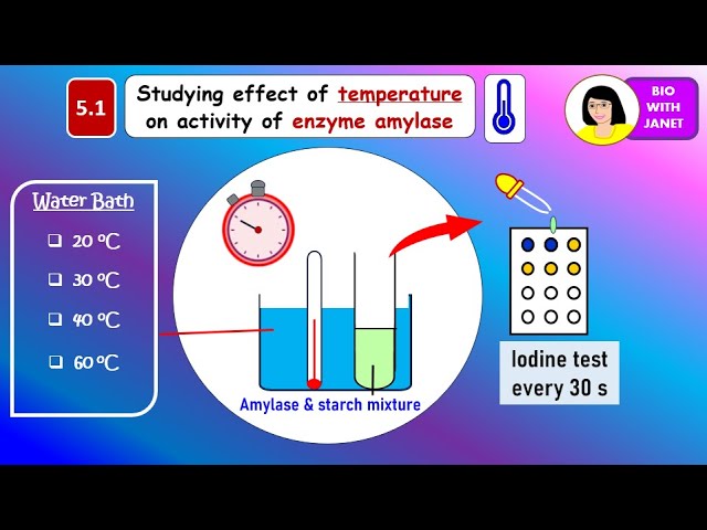 Amylase Enzyme Activity Solved Experiment 1B1: Effect Of PH On Amylase