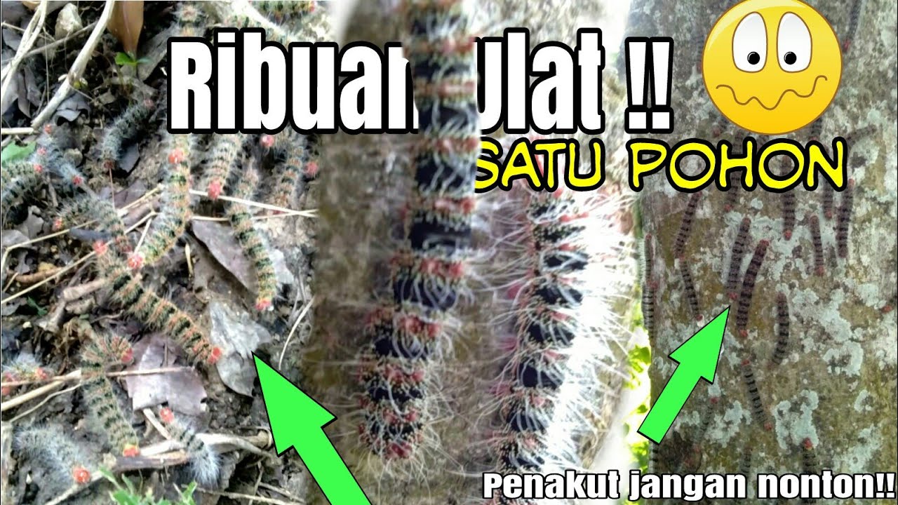 Ribuan Ulat bulu pohon kedondong😱 - YouTube