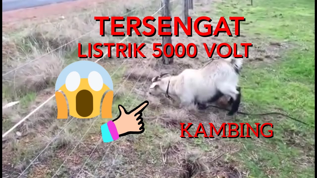 meme kambing kesetrum, wkwkwkk lawak! - YouTube