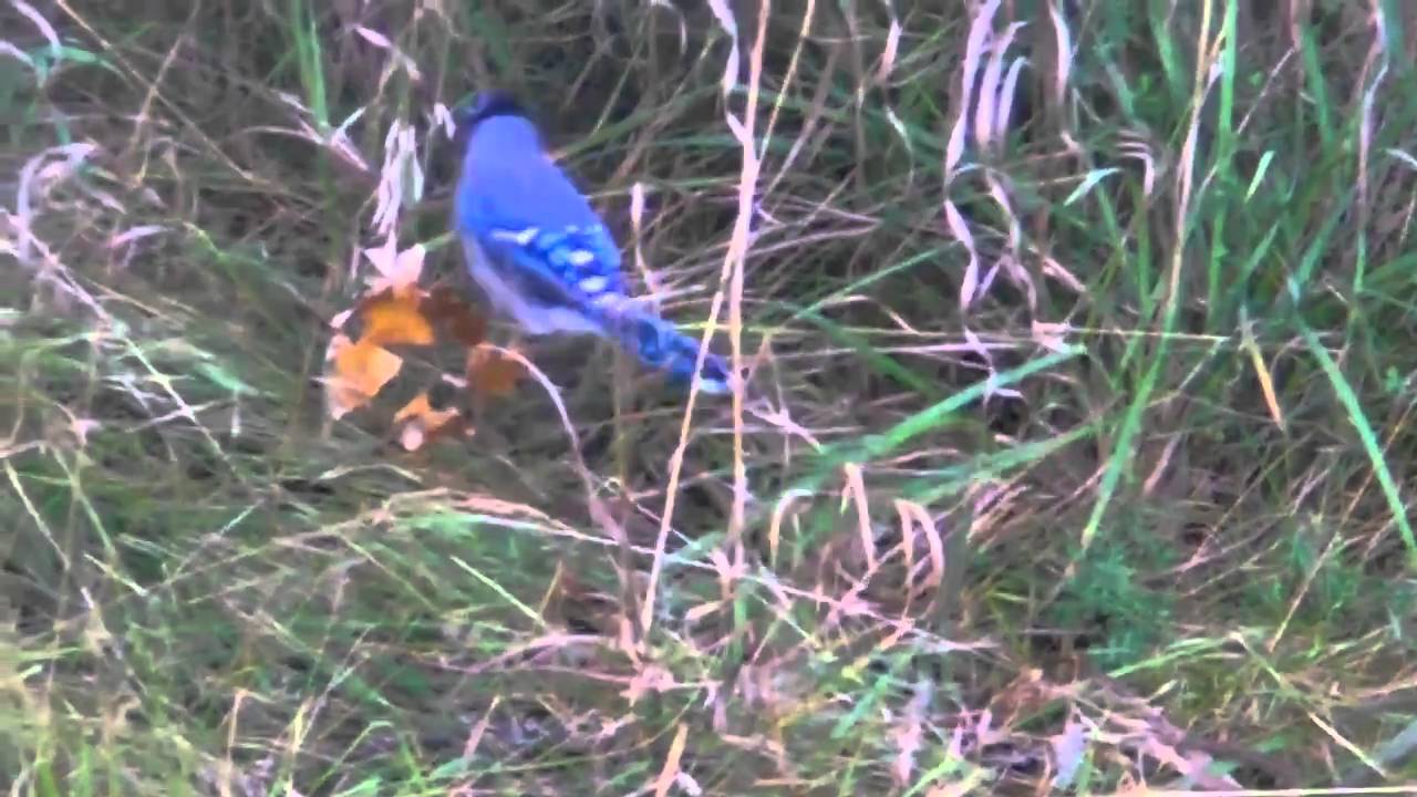 BlueJay - YouTube