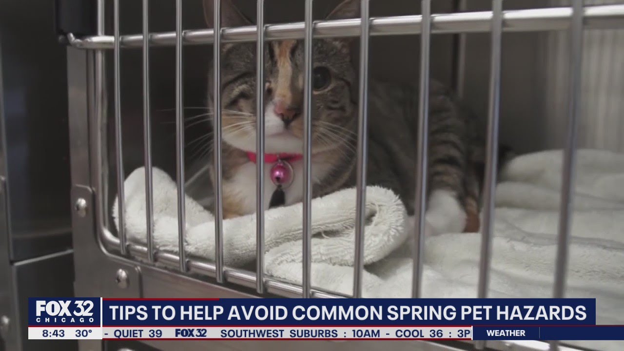 Tips for avoiding common spring pet hazards - YouTube
