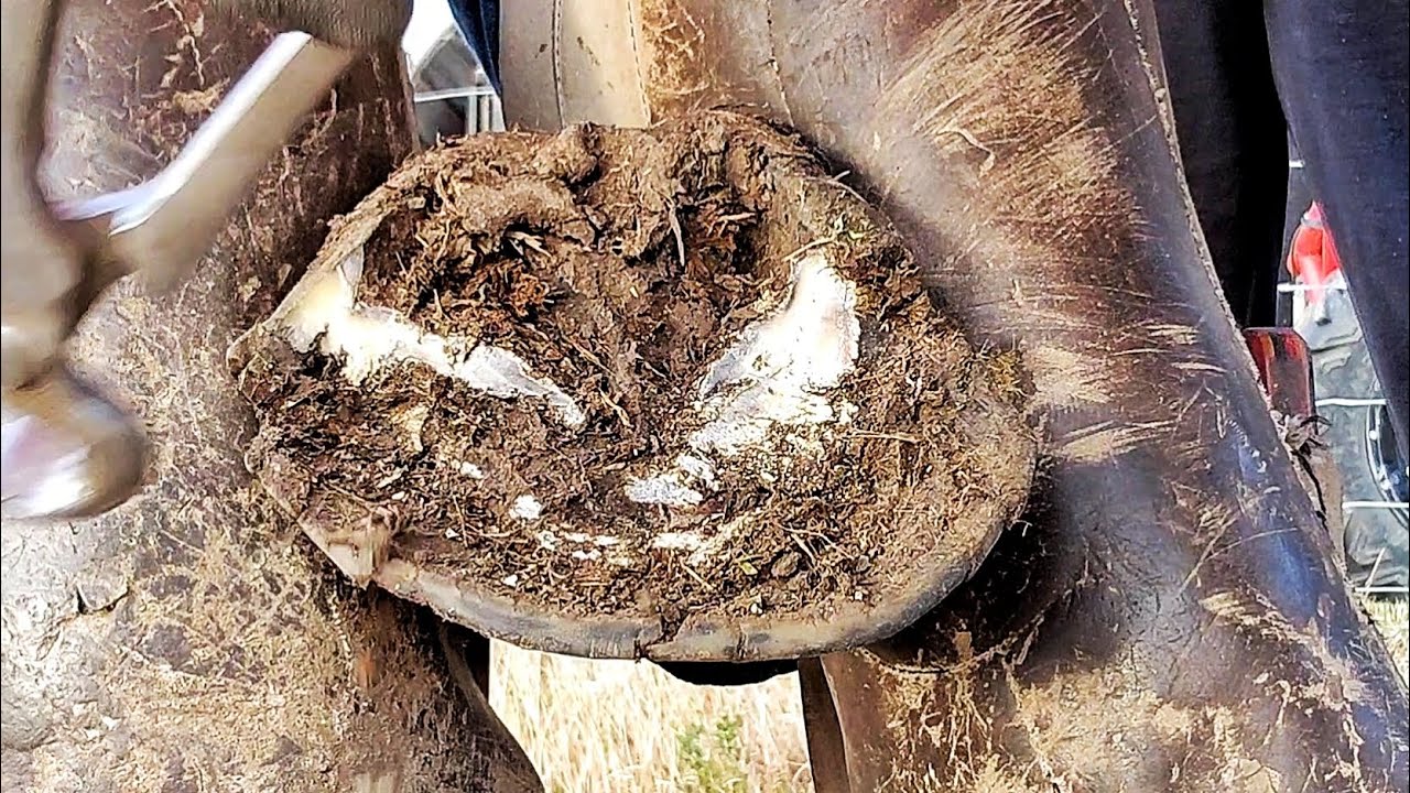 Poor horse Needs Help! - Trimming Long Overgrown Hoof - So Satisfying ...
