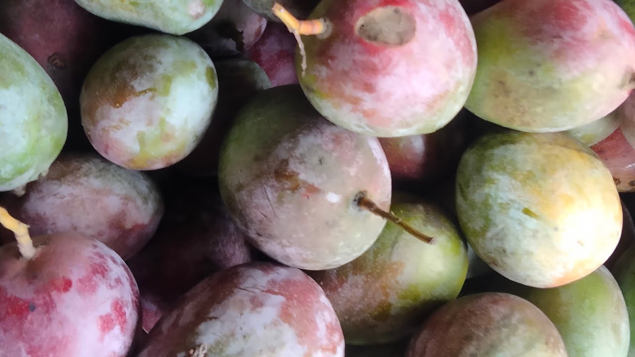 খুবই সস্তায় রাজশাহীর আশিনা আম পাওয়া যাচ্ছে বানেশ্বরে, আজকের তাজা খবর ...