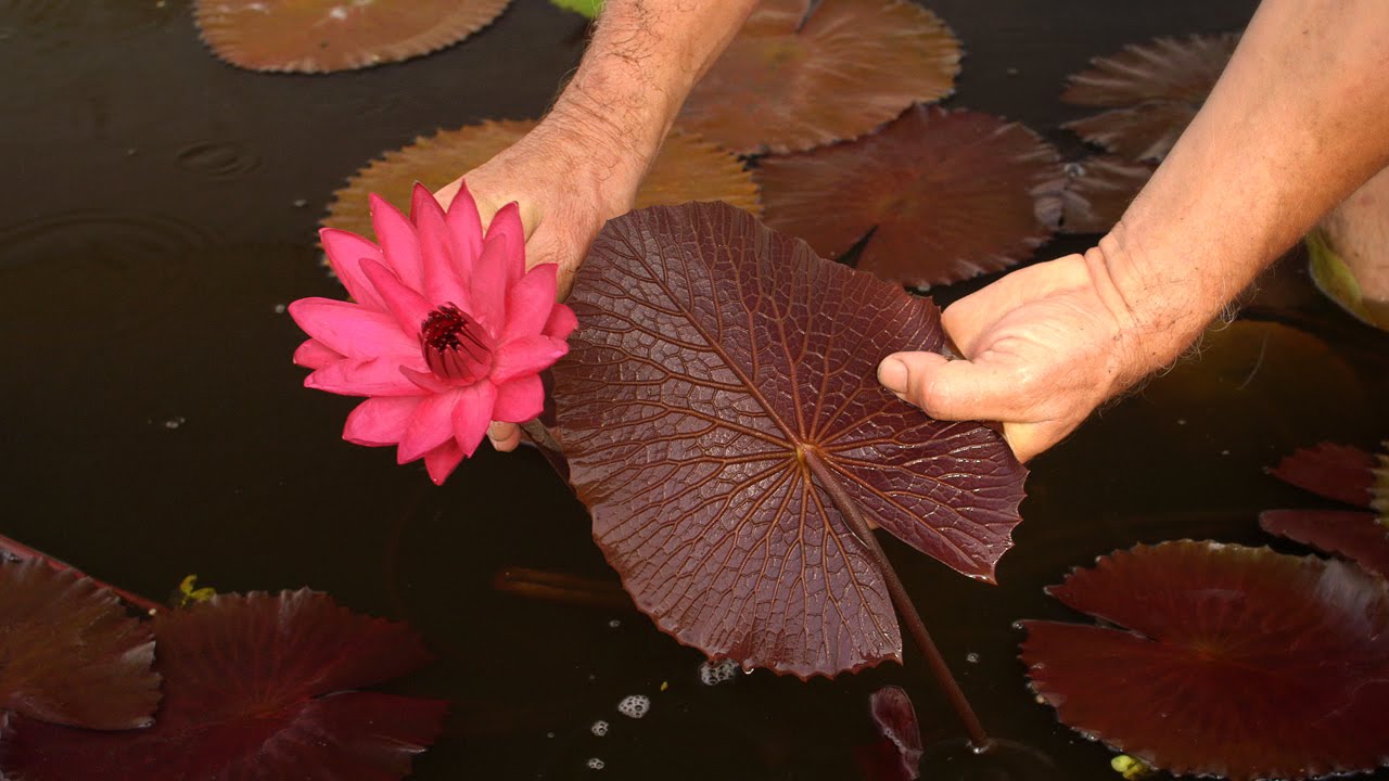 Tropical Water Lily - Red Cup Lilies – 3/6 - YouTube