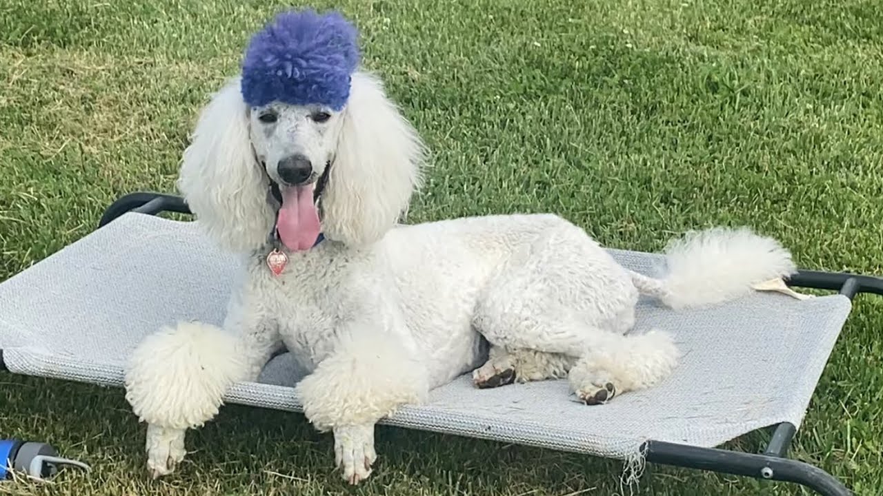 Giant Standard Poodle BEST DOG EVER - YouTube