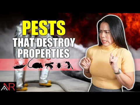 What Are The Five Major Categories Of Pests