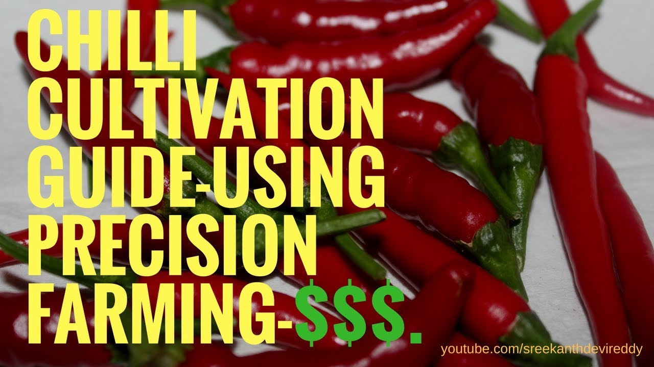 How to farm Chilli Manuel By Tnau | Precision Farming by israel. - YouTube